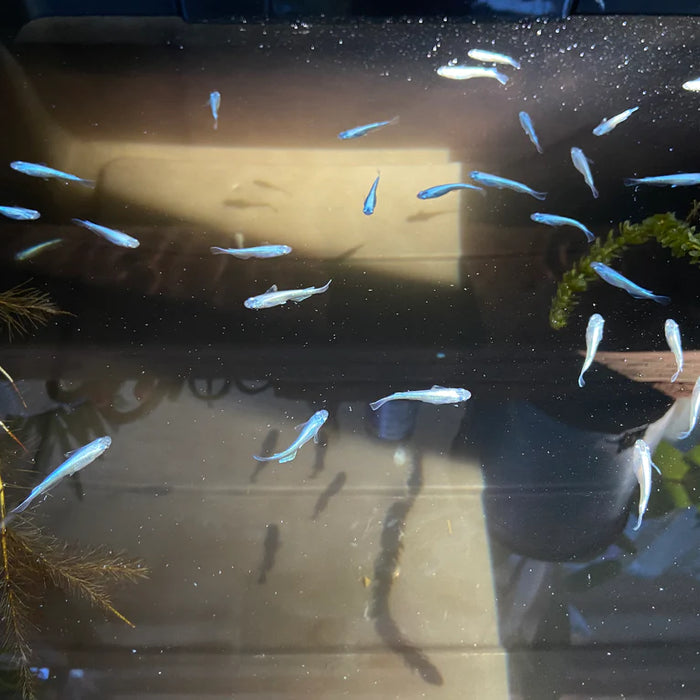 Medaka Care and Info — medakafarm