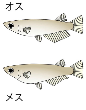 Medaka Farm | Ricefish | Medaka Fish & Supplies - Bred in California ...