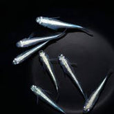 Medaka Farm | Ricefish | Medaka Fish & Supplies - Bred in California ...