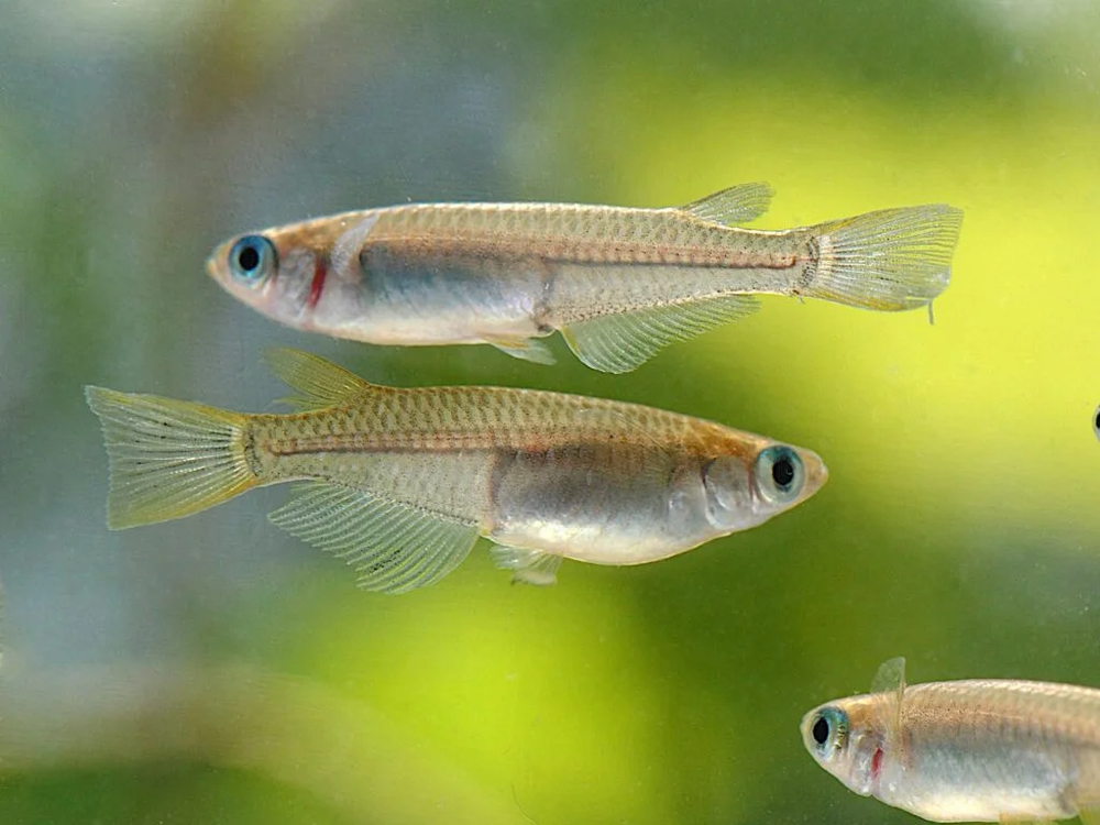 Medaka Farm | Ricefish | Medaka Fish & Supplies - Bred in California ...