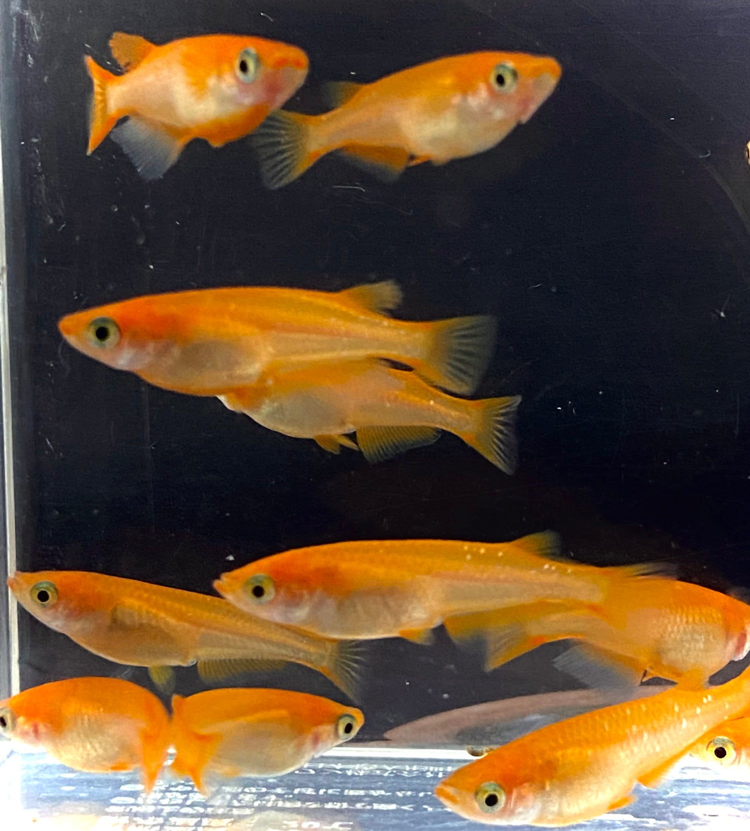 Medaka Farm | Ricefish | Medaka Fish & Supplies - Bred in California ...