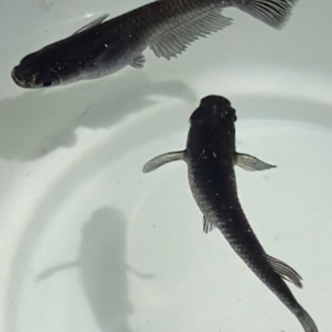 Medaka Fish – medakafarm