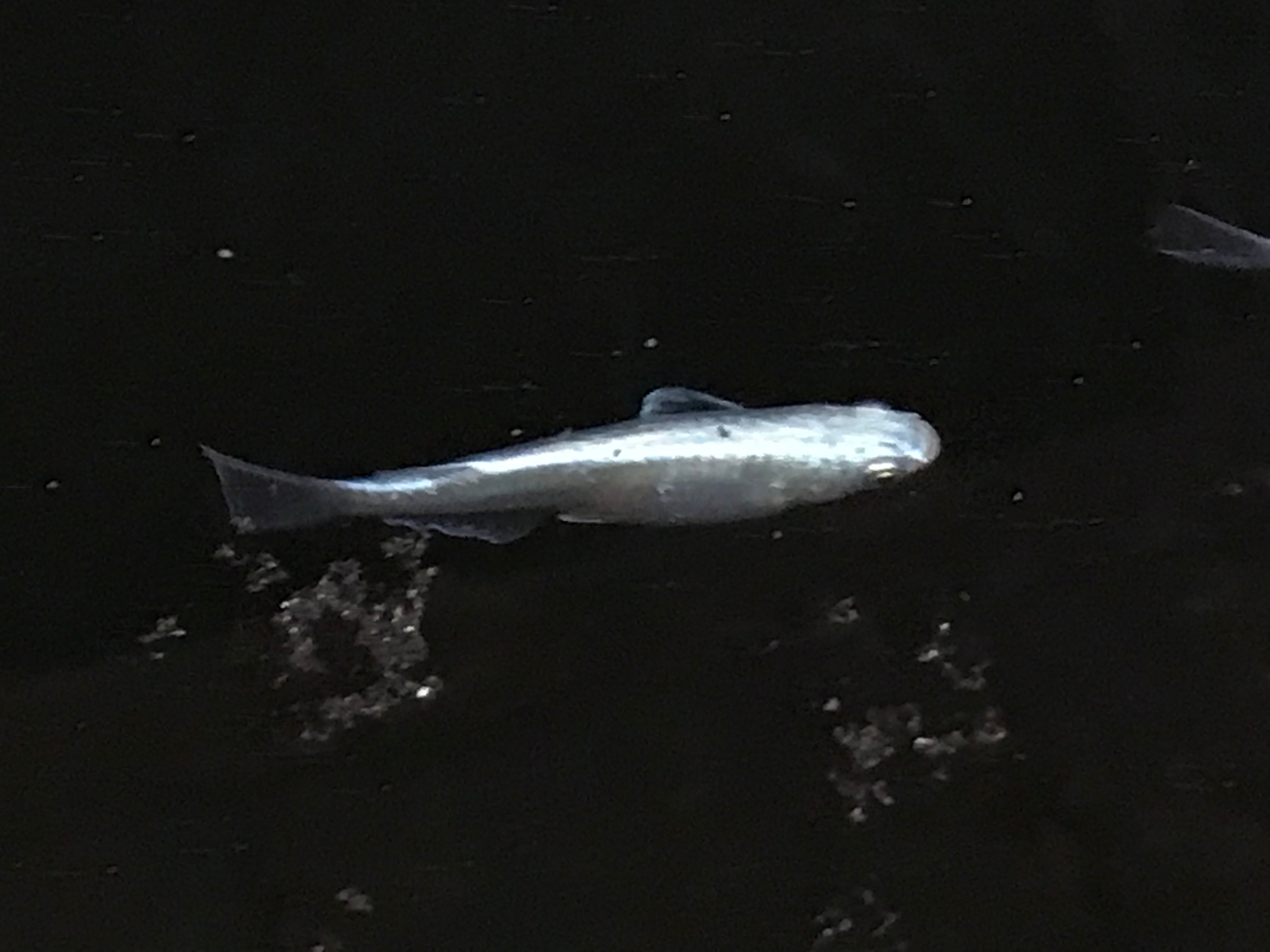 Medaka Farm | Ricefish | Medaka Fish & Supplies - Bred in California ...