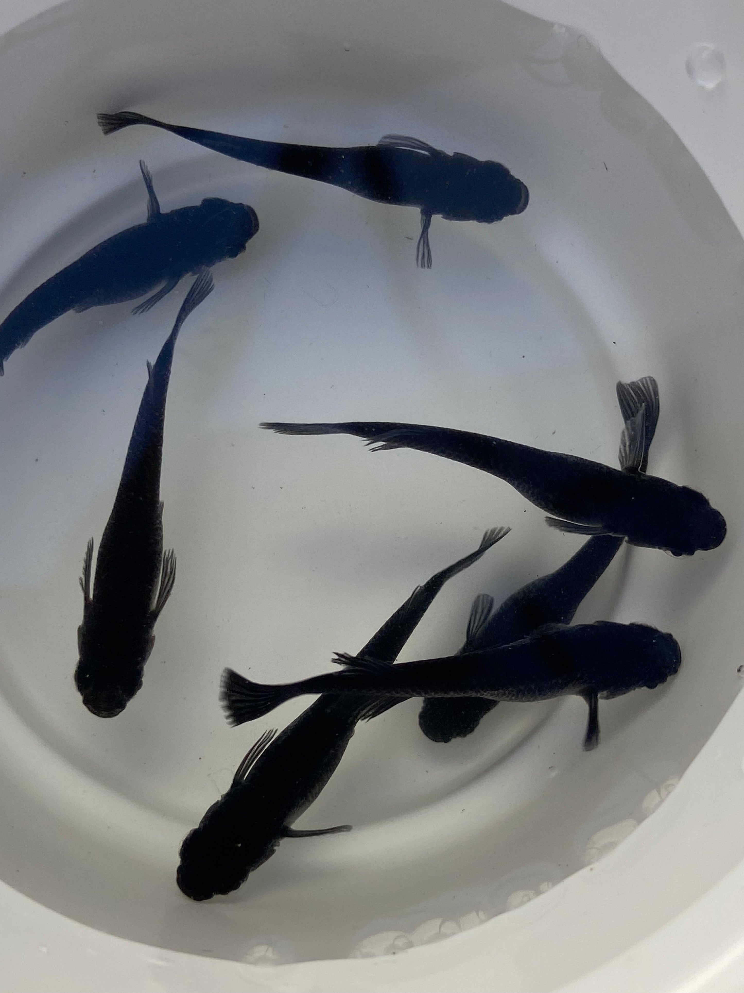 Medaka 'OROCHI'| Medaka Farm | Medaka Bred in Southern California ...