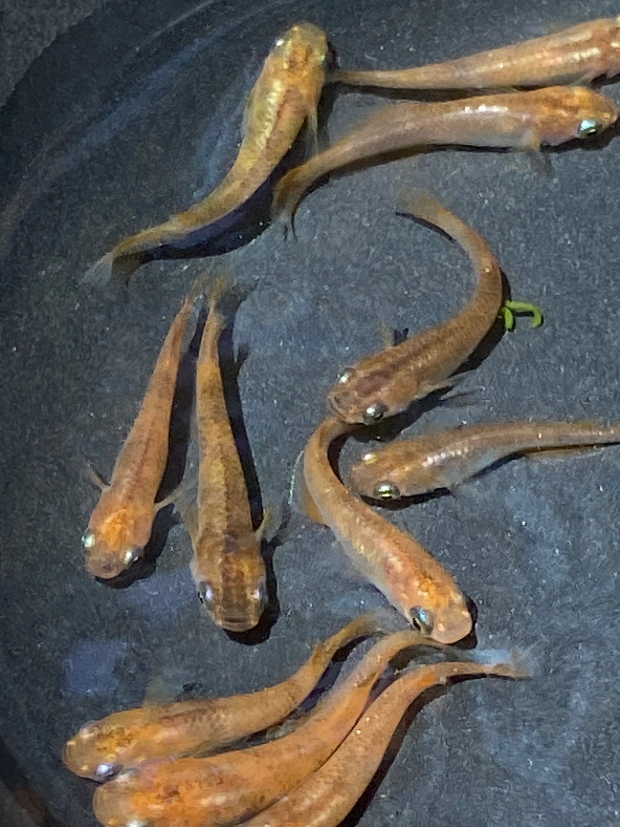 Medaka 'Aka Tora' (Red Tiger) | Medaka Farm | Medaka Bred in Southern ...