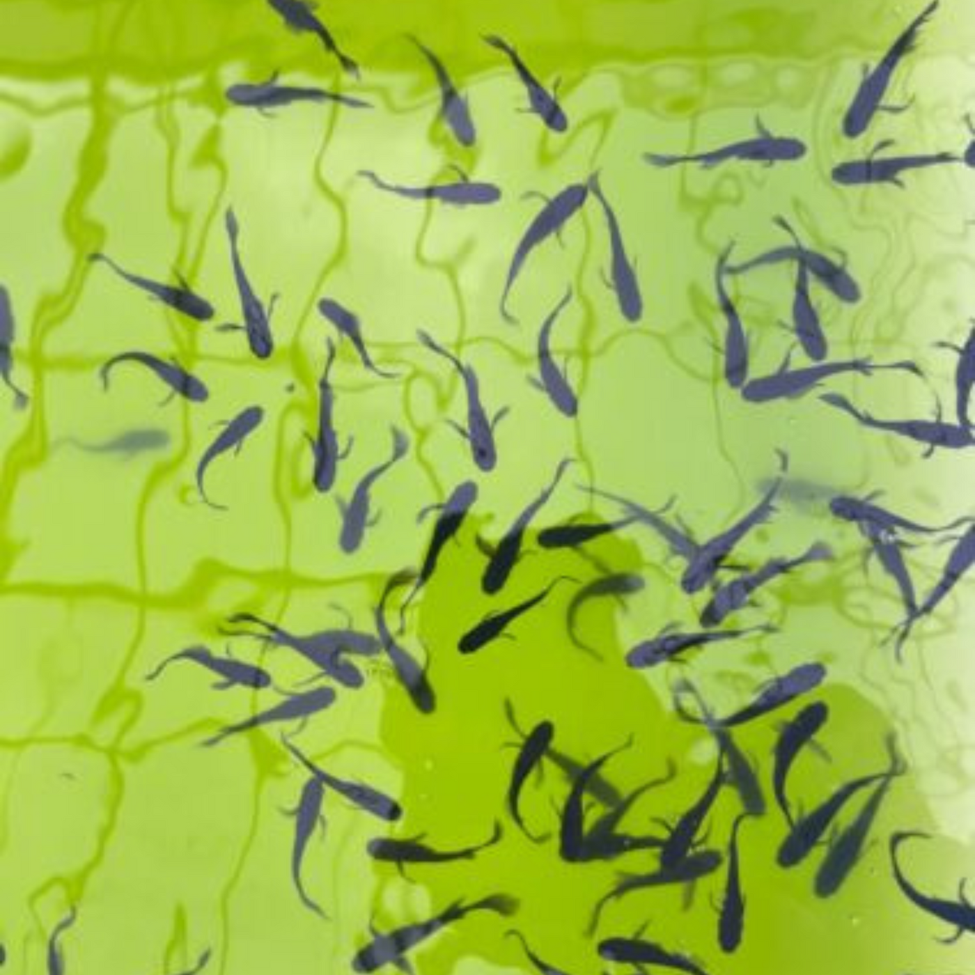 Medaka Farm | Ricefish | Medaka Fish & Supplies - Bred in California ...