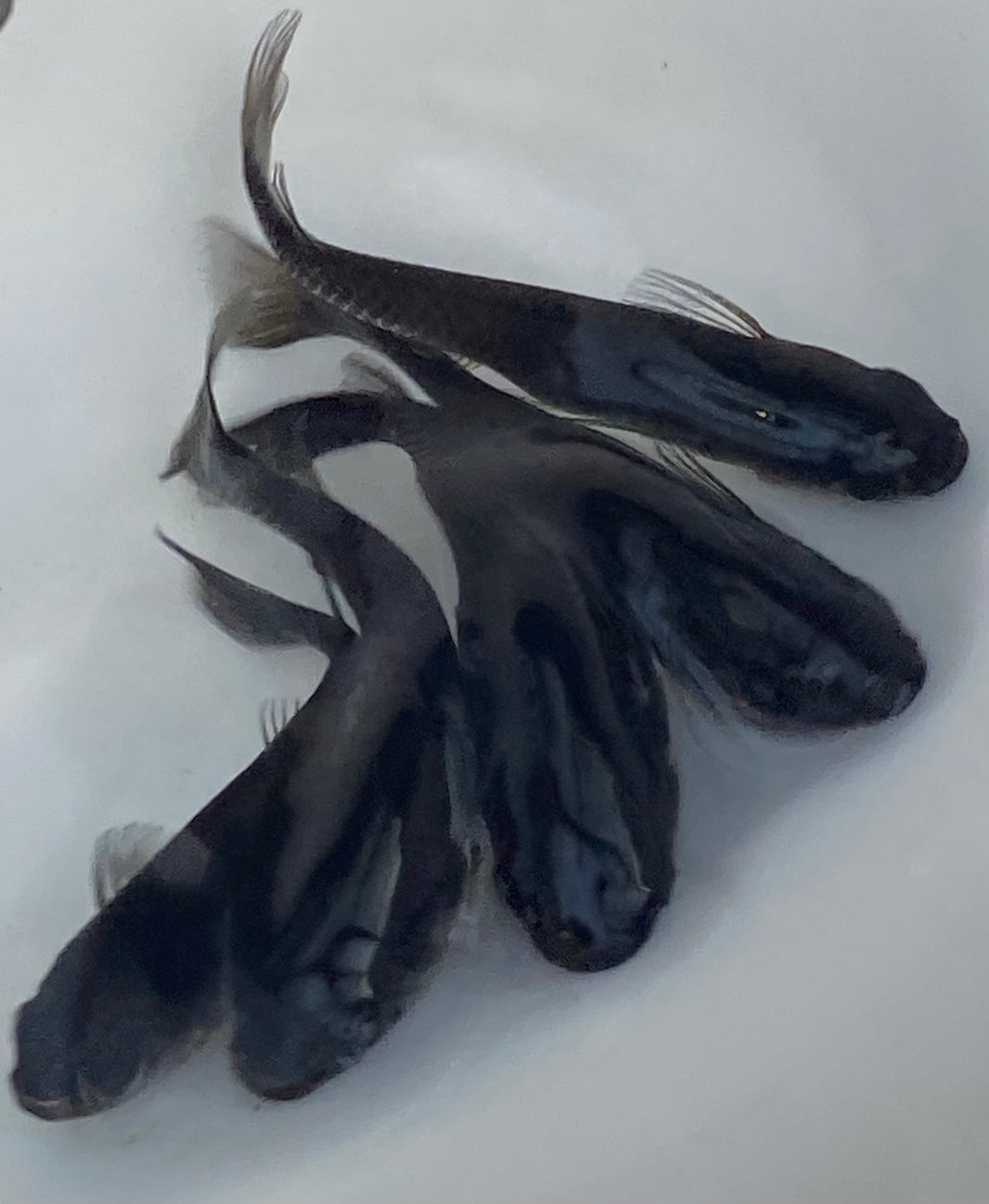 Medaka Fish – medakafarm