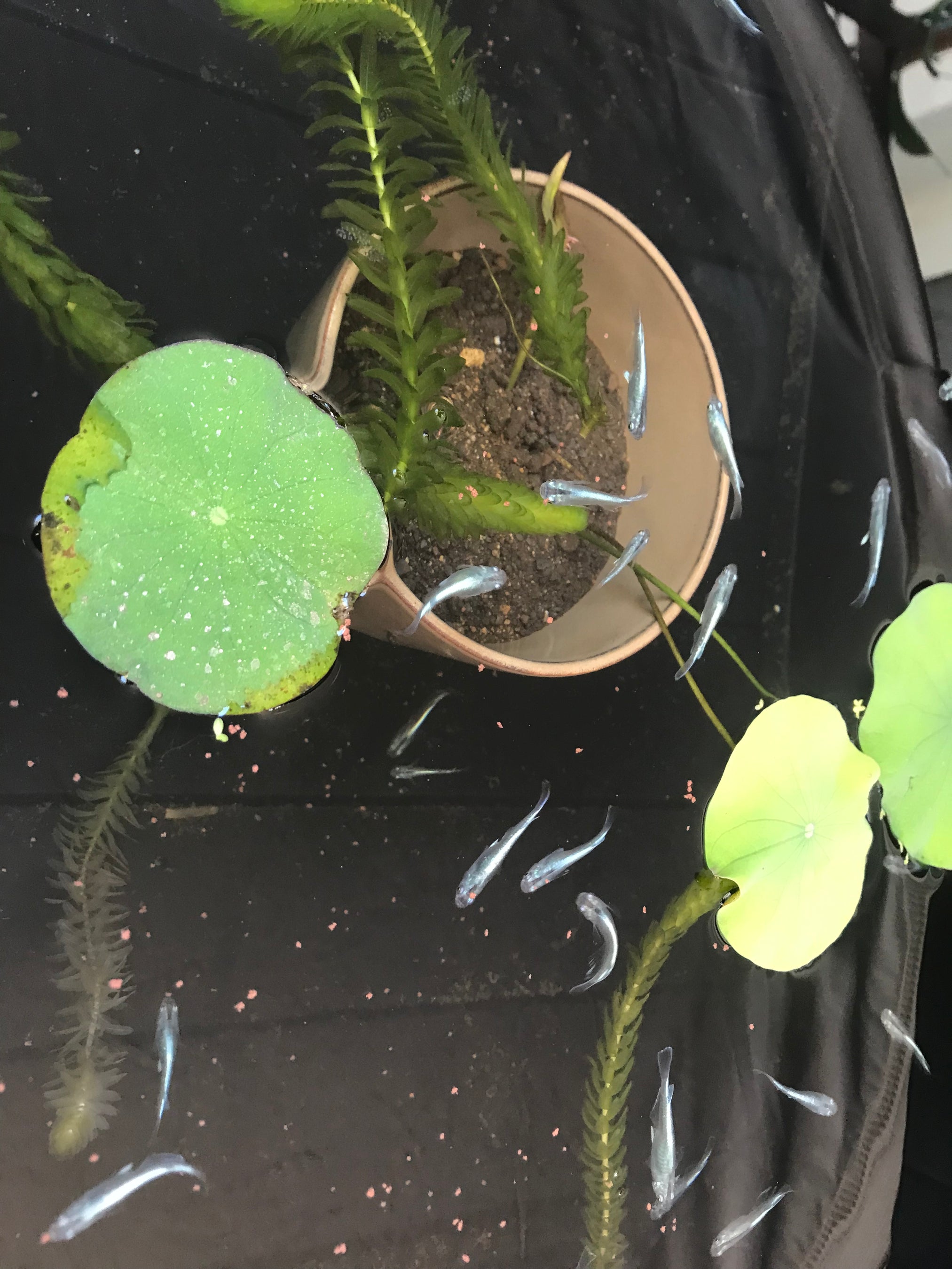 Medaka Farm | Ricefish | Medaka Fish & Supplies - Bred in California ...