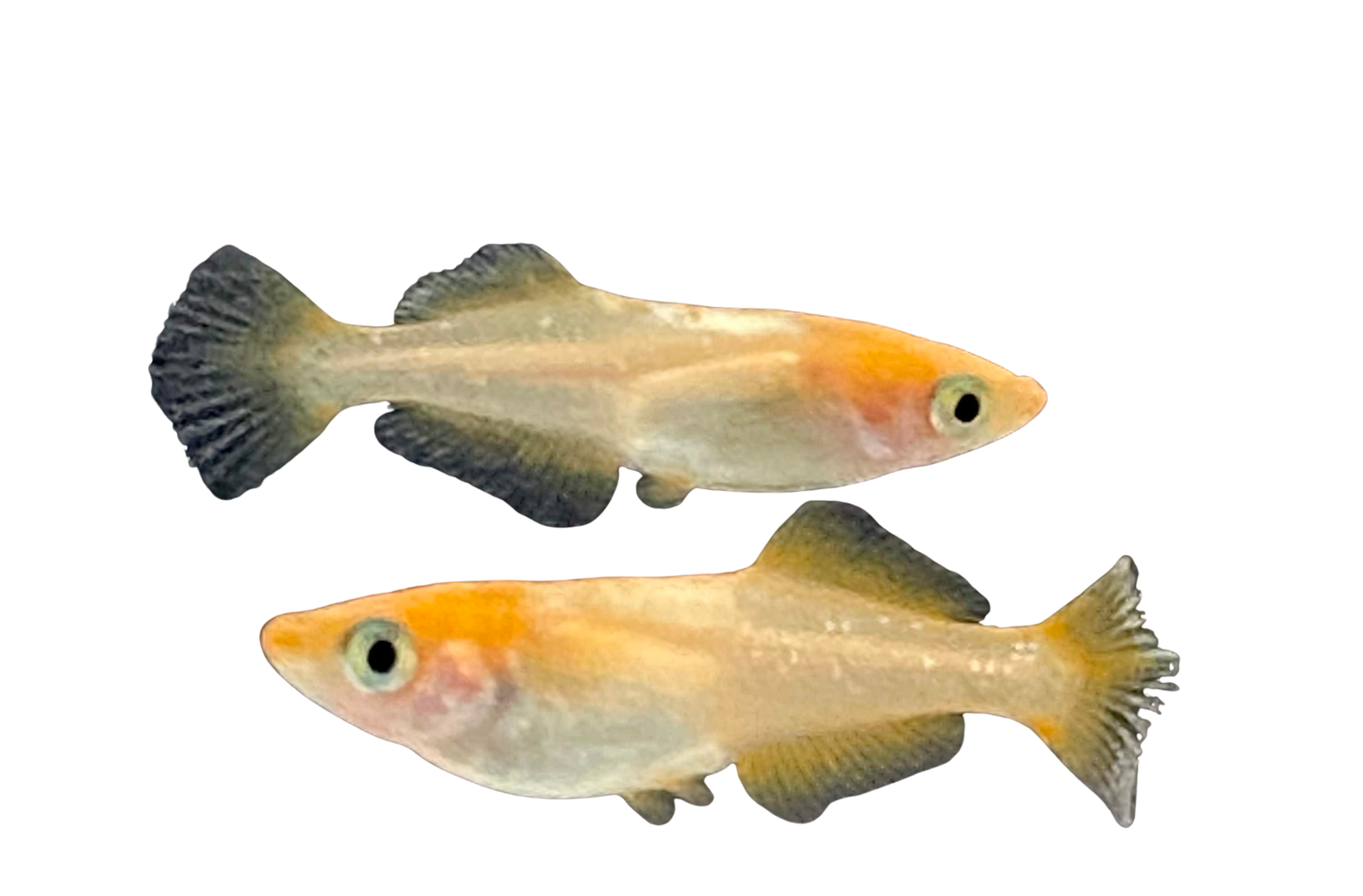 Medaka Toutenkou | Medaka Farm | Medaka Bred in Southern California ...