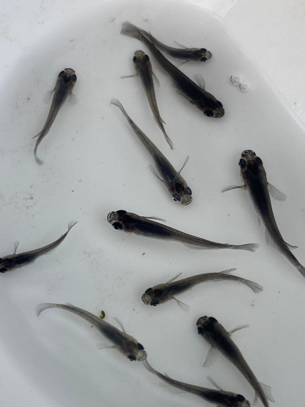 Medaka Fish – medakafarm