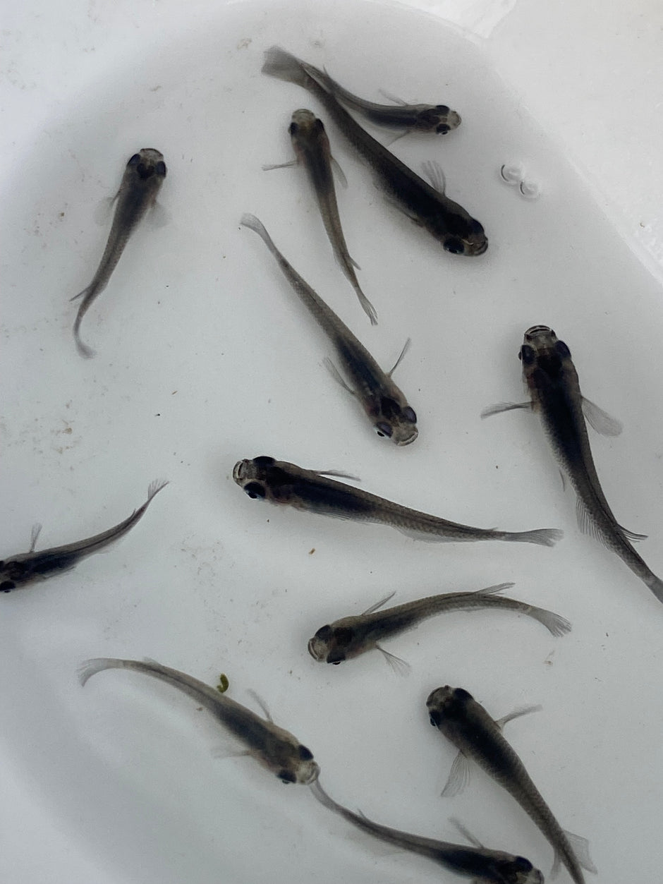 Medaka Fish – medakafarm