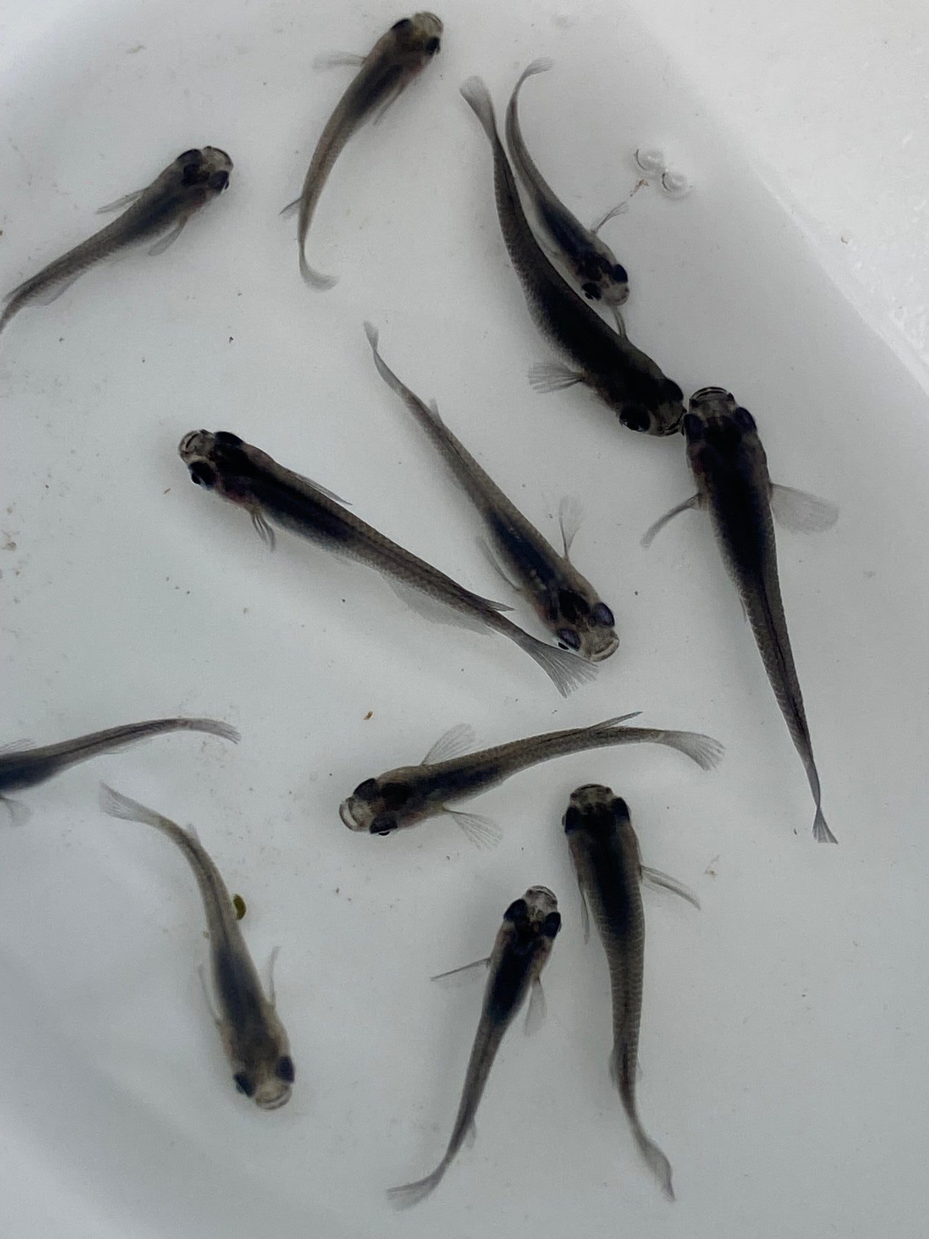 Medaka 'OROCHI'| Medaka Farm | Medaka Bred in Southern California ...