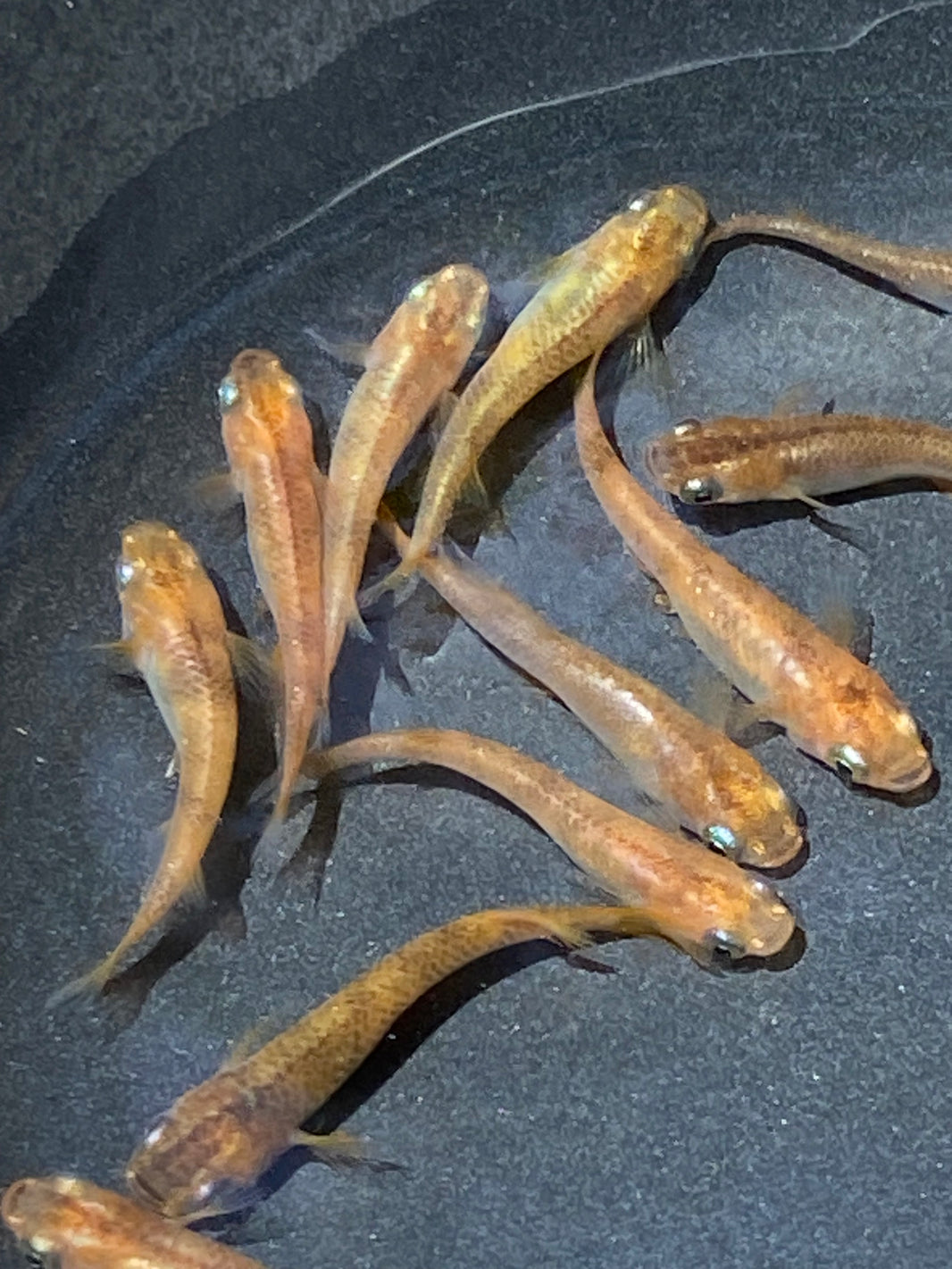 Medaka Fish – medakafarm