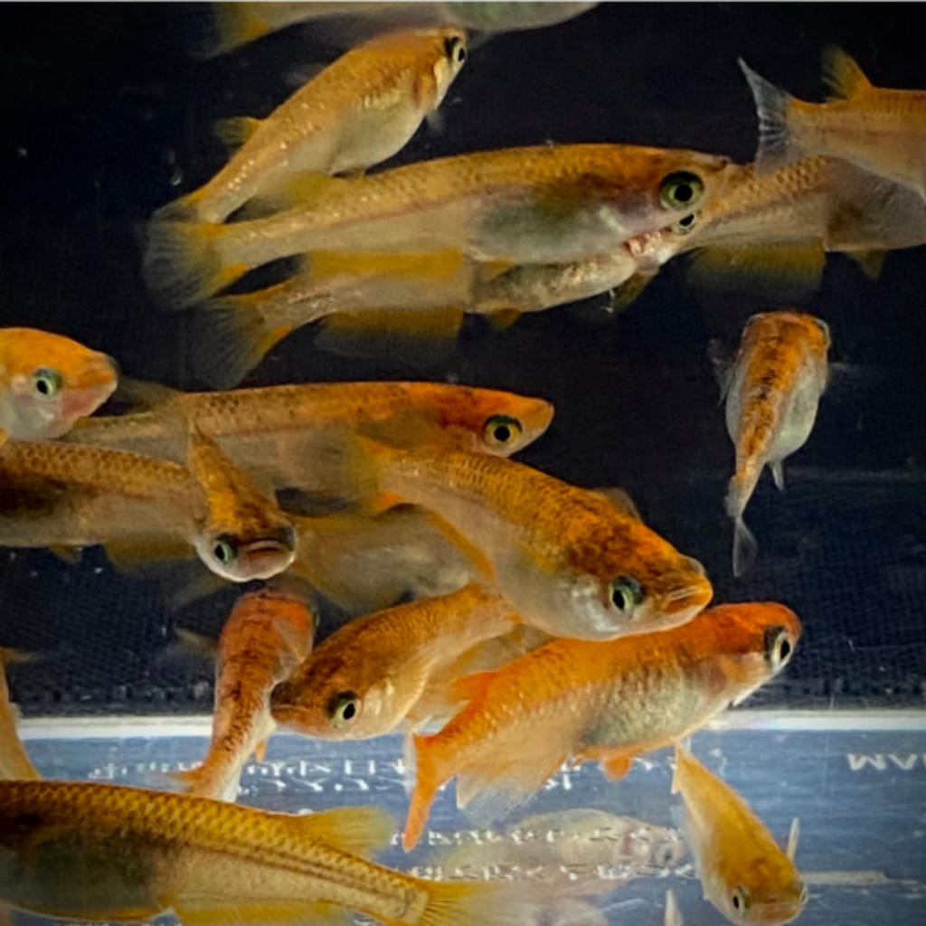 Medaka Fish — medakafarm