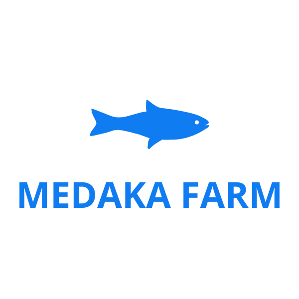 Japanese Rice Fish (Oryzias latipes): Care Guide – medakafarm