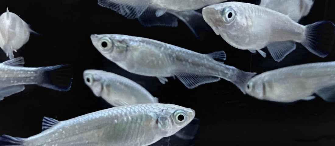 Medaka Farm | Ricefish | Medaka Fish & Supplies - Bred in California ...