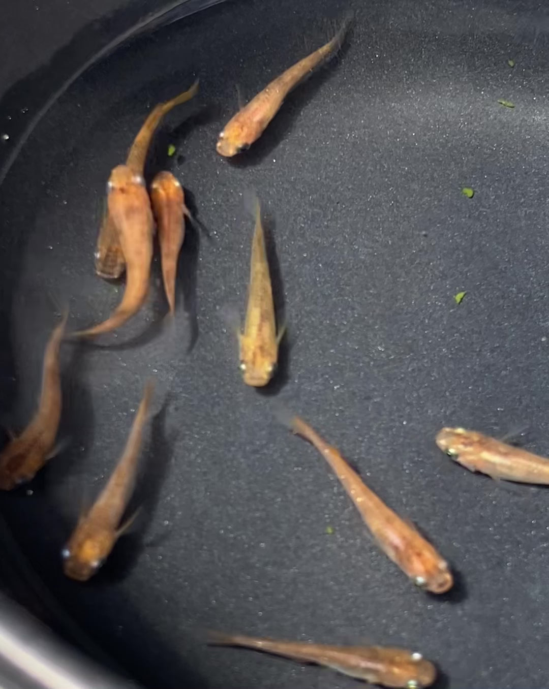 Medaka Fish – medakafarm