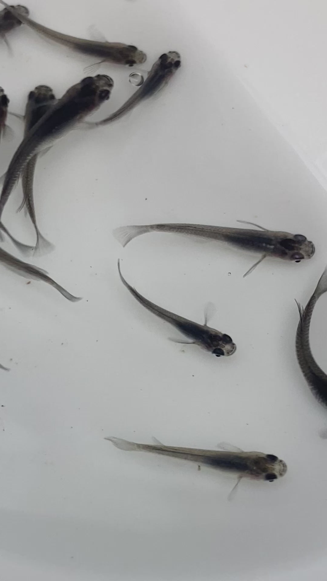 Medaka Fish – medakafarm