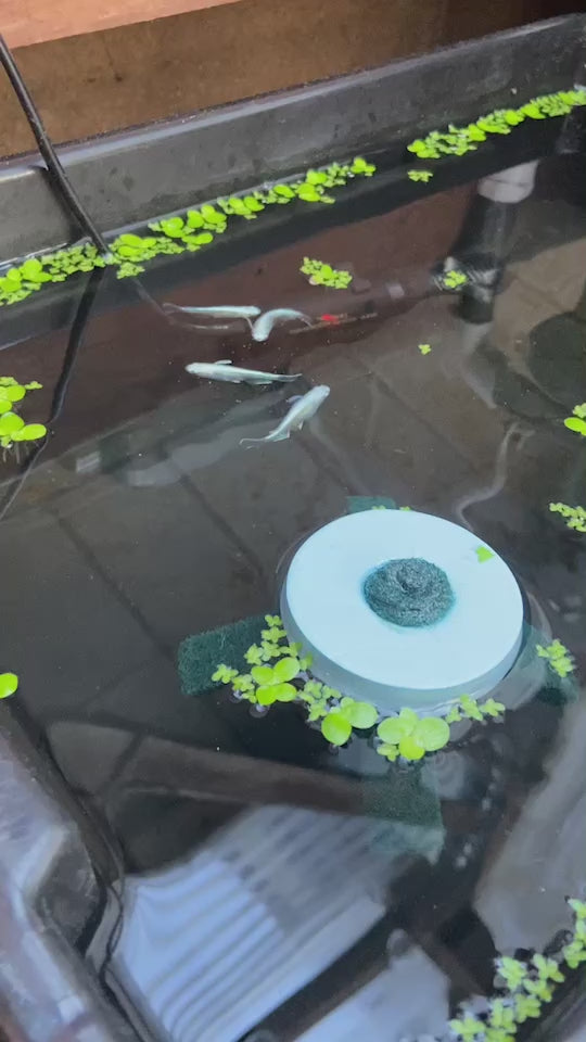 Medaka Miyuki Silver/White | Medaka Farm | Medaka Bred in Southern ...