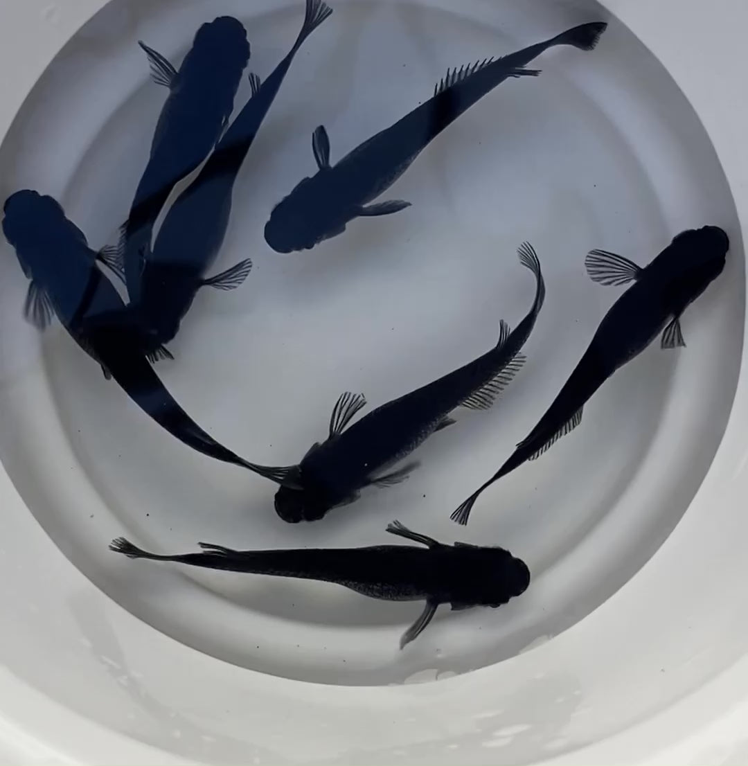 Medaka 'OROCHI'| Medaka Farm | Medaka Bred in Southern California ...