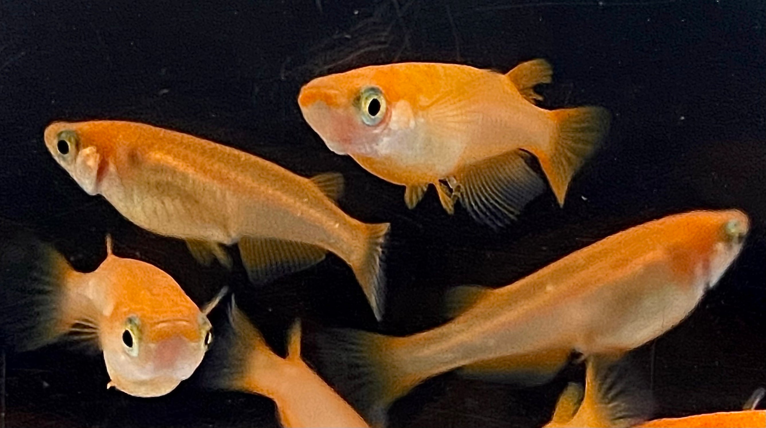 Medaka Farm | Ricefish | Medaka Fish & Supplies - Bred in California ...