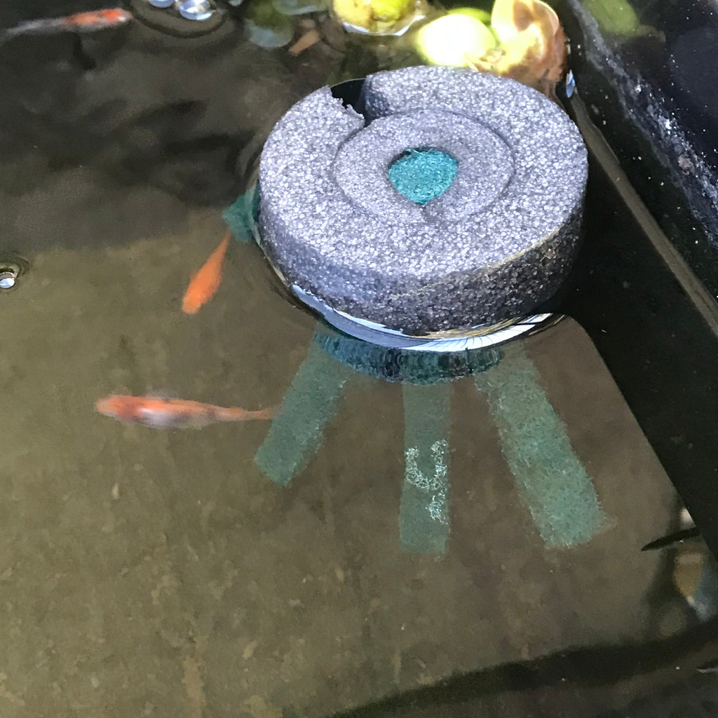 Medaka Fish — medakafarm