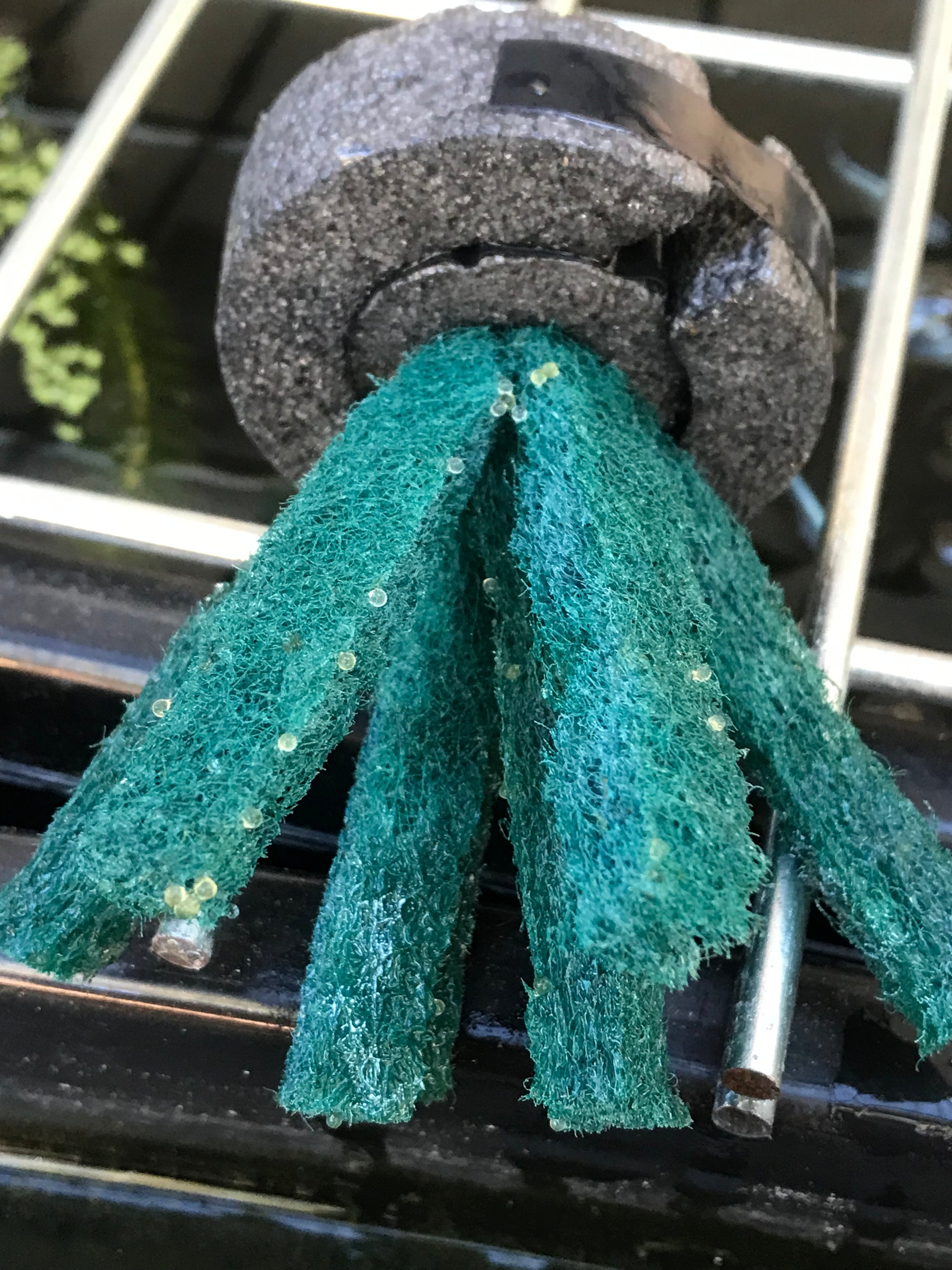 Medaka Fish — medakafarm