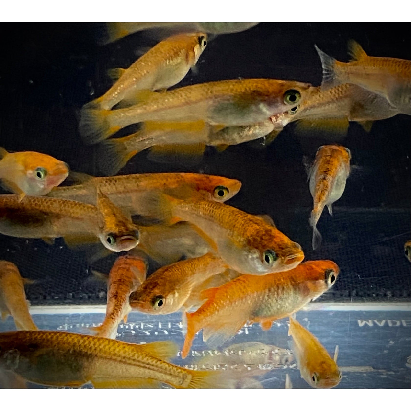 Medaka Farm | Ricefish | Medaka Fish & Supplies - Bred in California ...