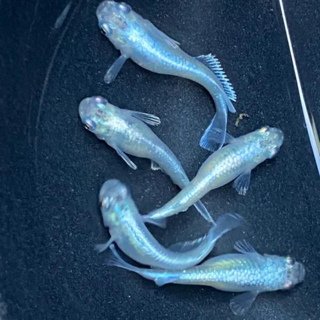 Medaka Fish – medakafarm