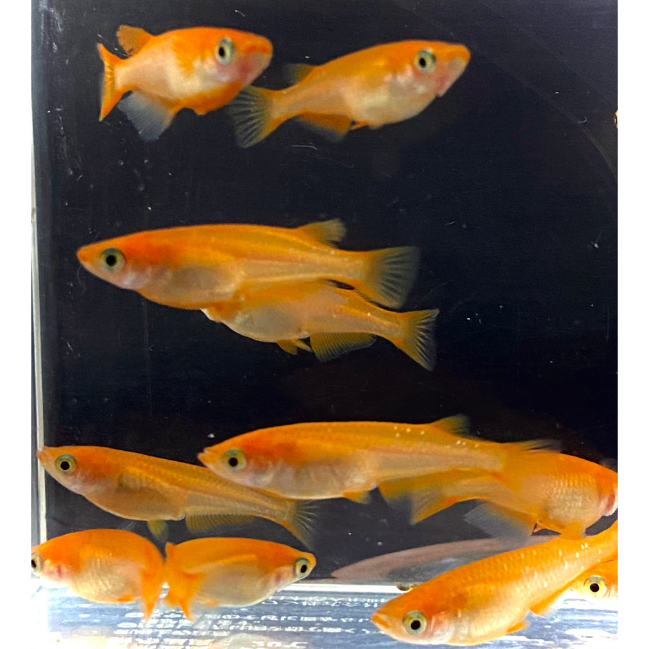 Medaka Fish – medakafarm