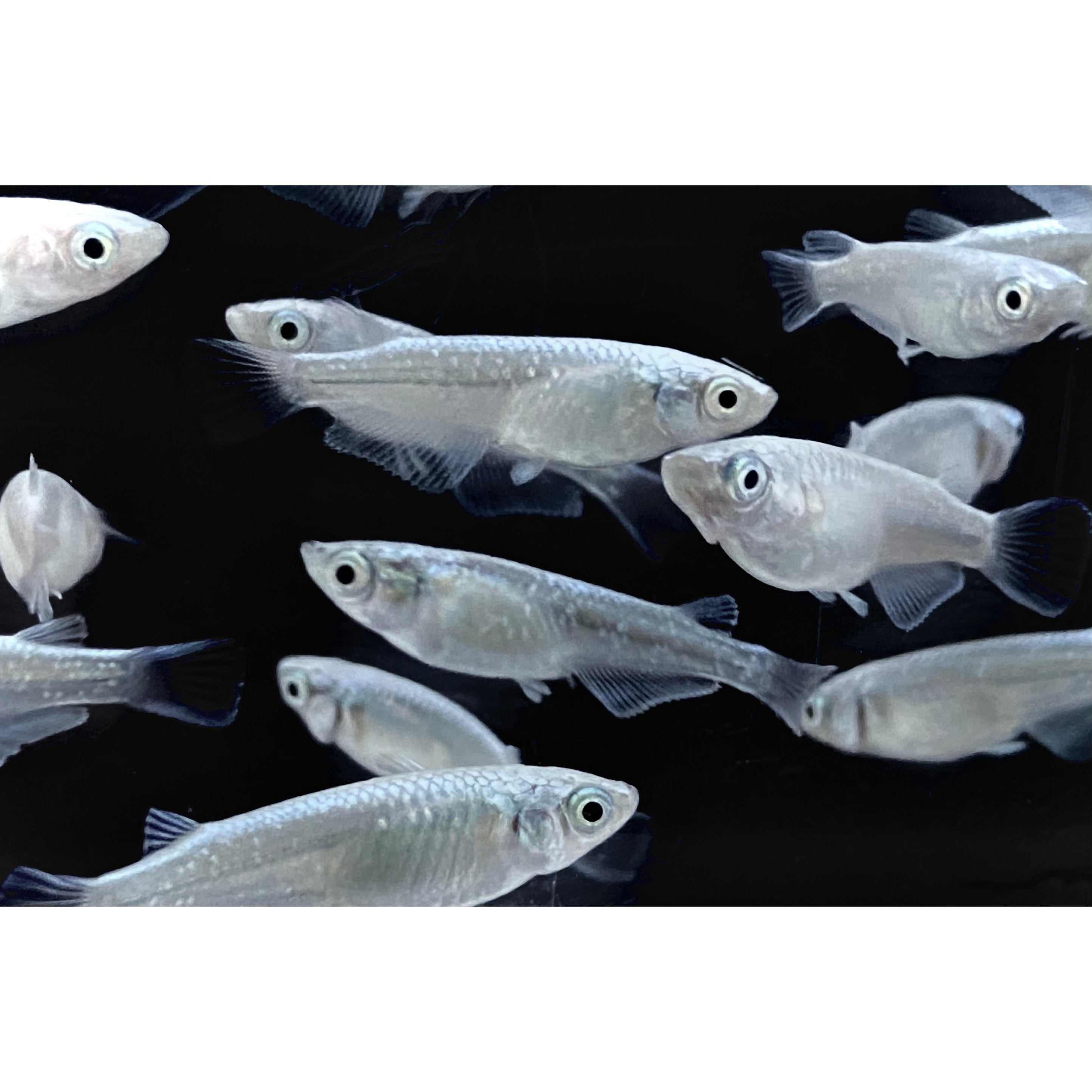 Medaka Farm | Ricefish | Medaka Fish & Supplies - Bred in California ...