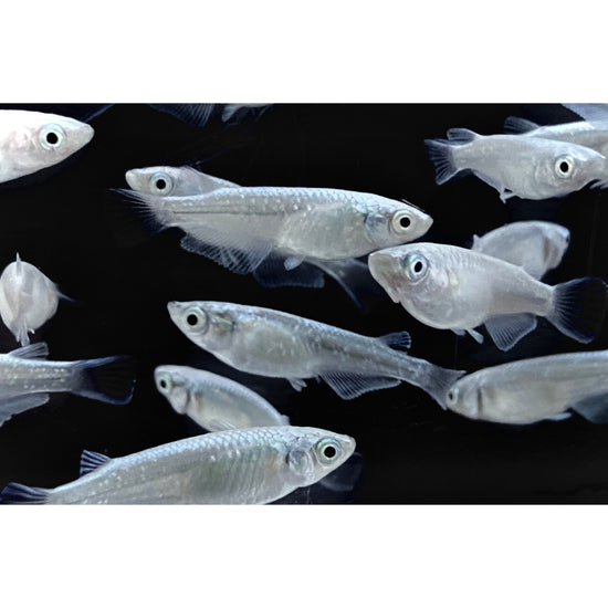 Medaka Farm | Ricefish | Medaka Fish & Supplies - Bred in California ...