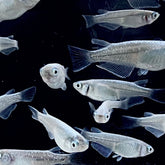 Medaka Farm | Ricefish | Medaka Fish & Supplies - Bred in California ...