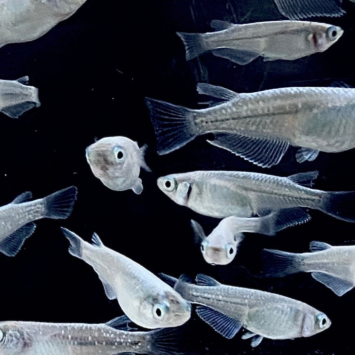 Medaka Farm | Ricefish | Medaka Fish & Supplies - Bred in California ...