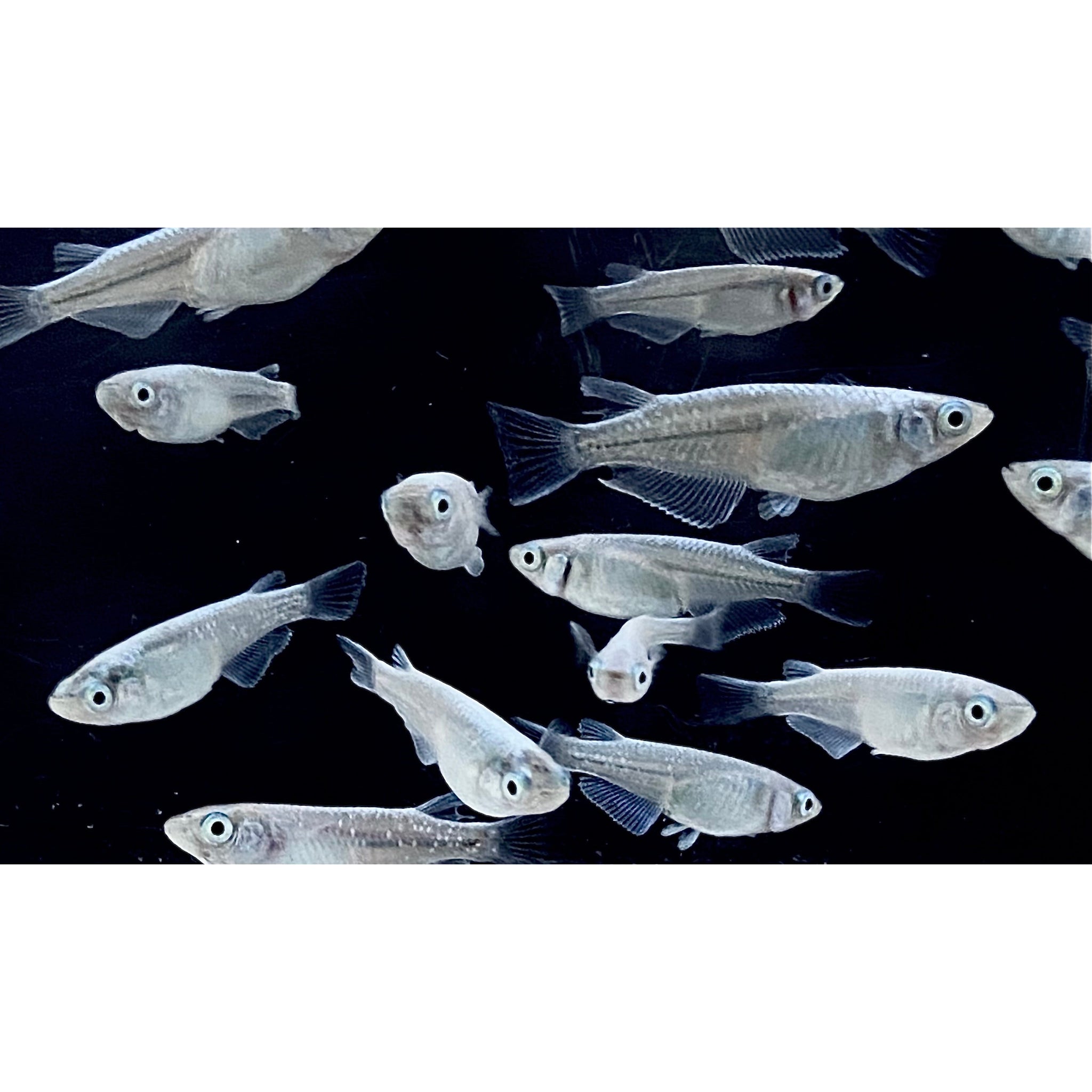 Medaka Fish — medakafarm