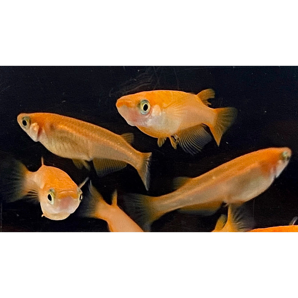 Medaka Fish — medakafarm