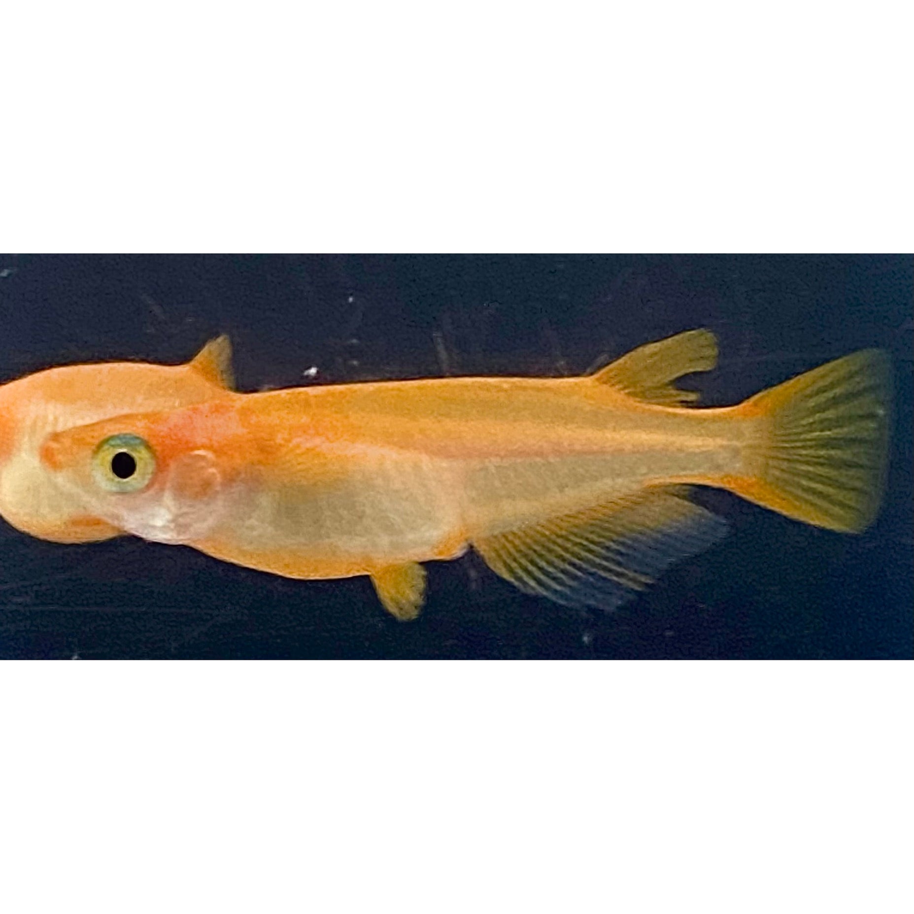 Medaka Farm | Ricefish | Medaka Fish & Supplies - Bred in California ...